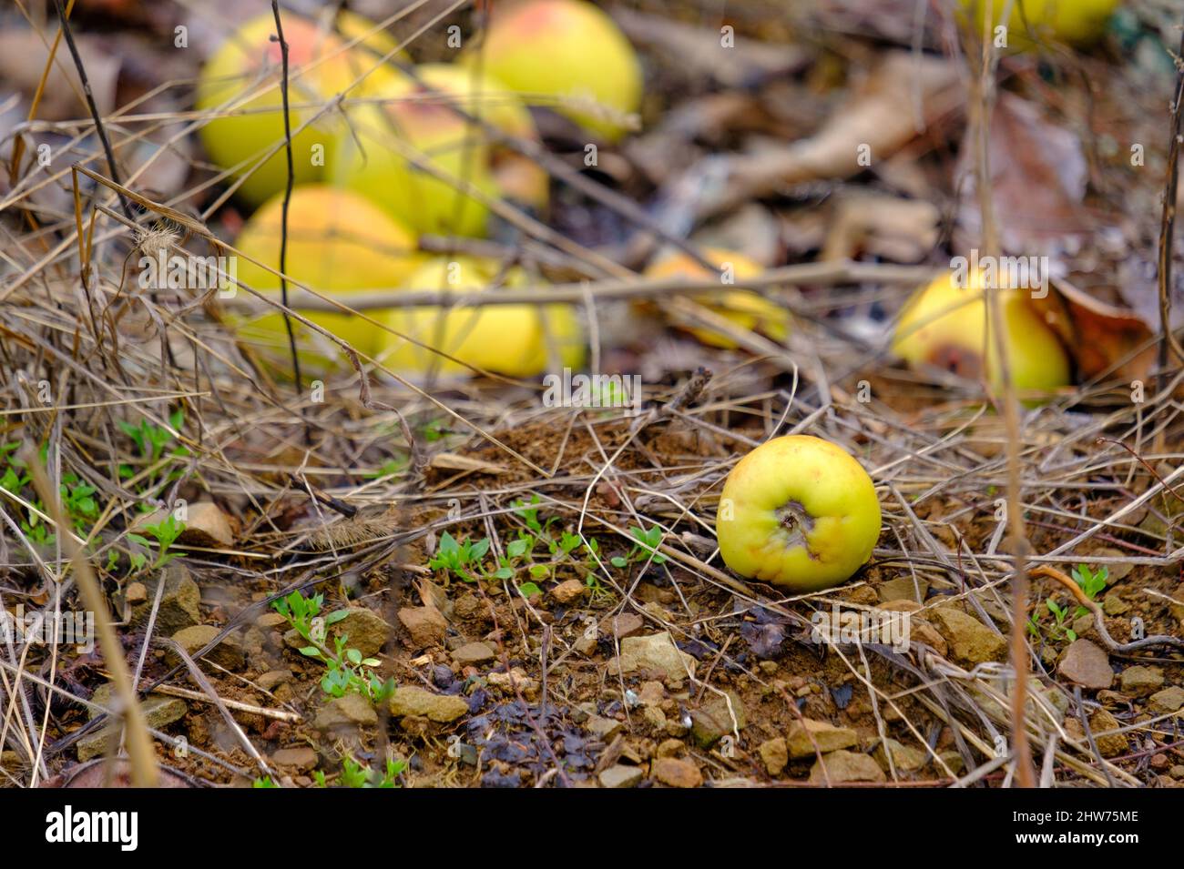 Fallen yellow apples below a deciduous apple tree in a field in winter ...