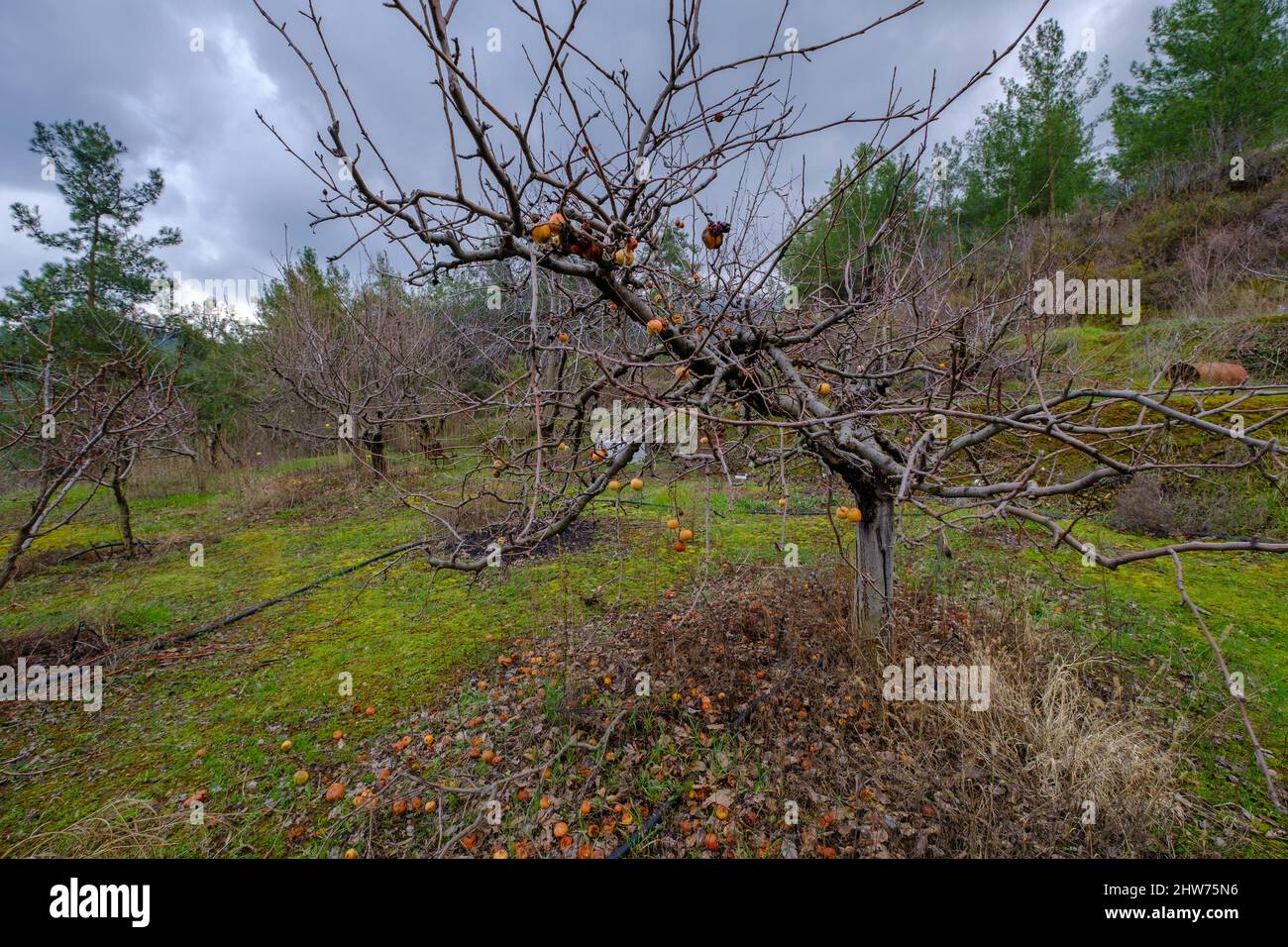 Deciduous apple trees with fallen leaves and a few remaining apples in ...