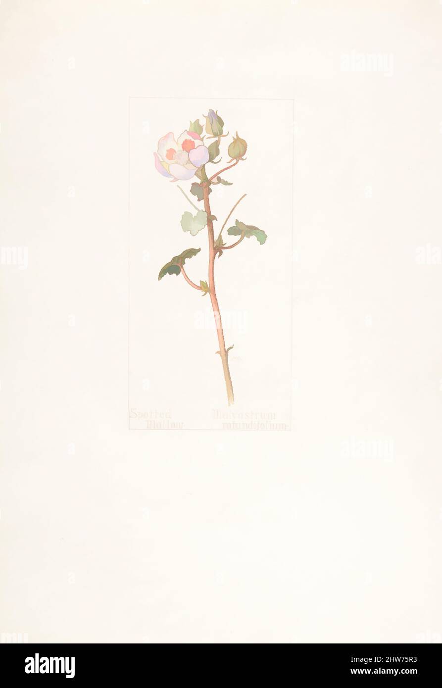 Art inspired by Spotted Mallow, Malvastrum rotundifolium, May 25, 1912 ...