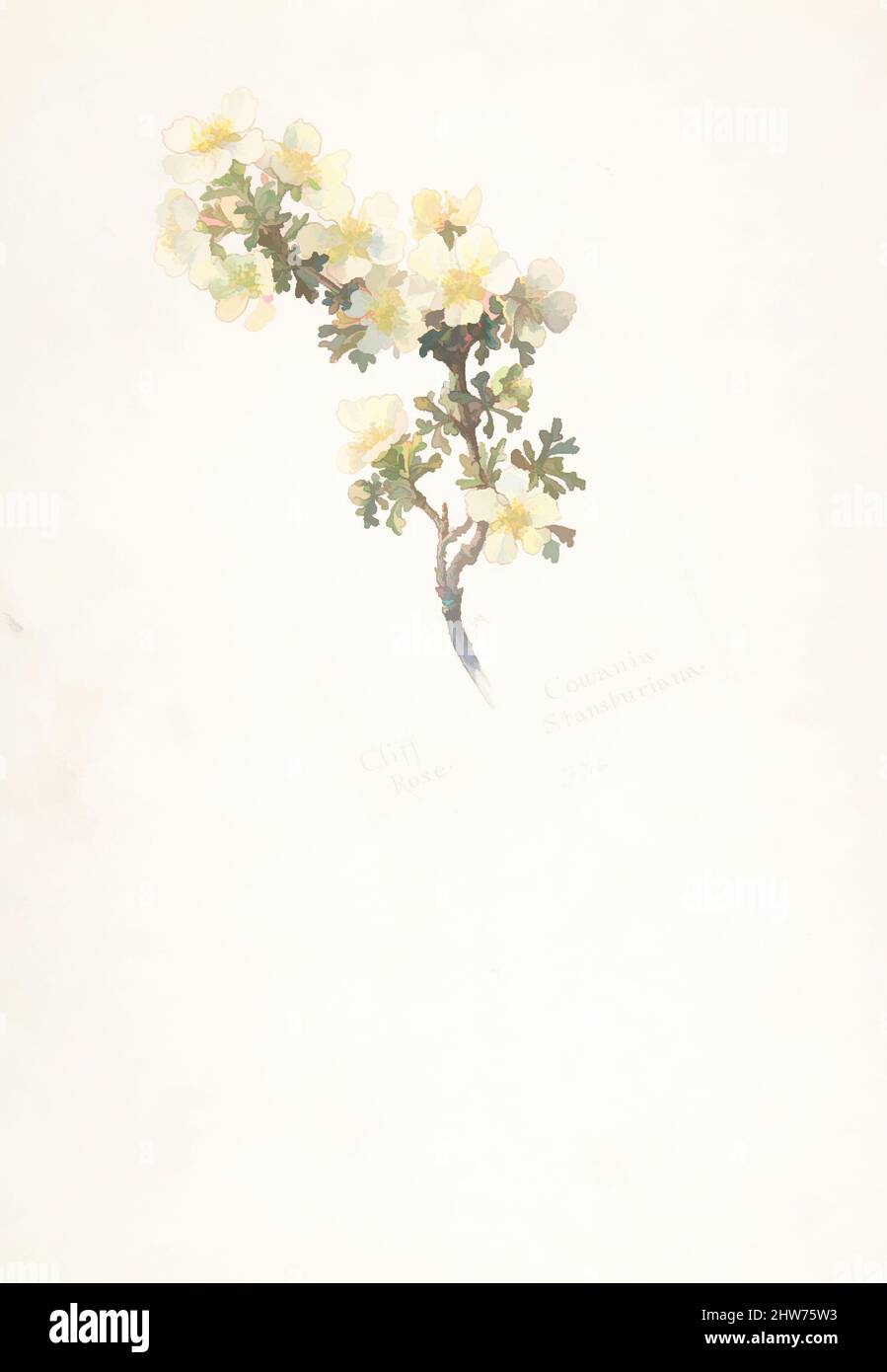 Art inspired by Cliff Rose, Cowania Stansburiana, May 8, 1912 ...