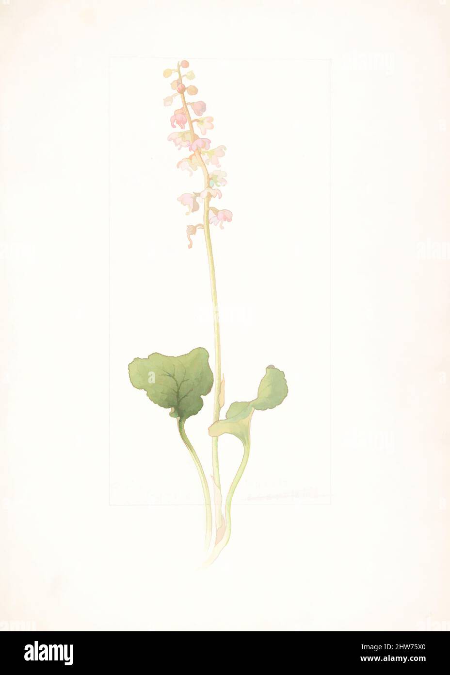 Art inspired by Pink Pyrola, June 30, 1912, Watercolor and brown ink ...