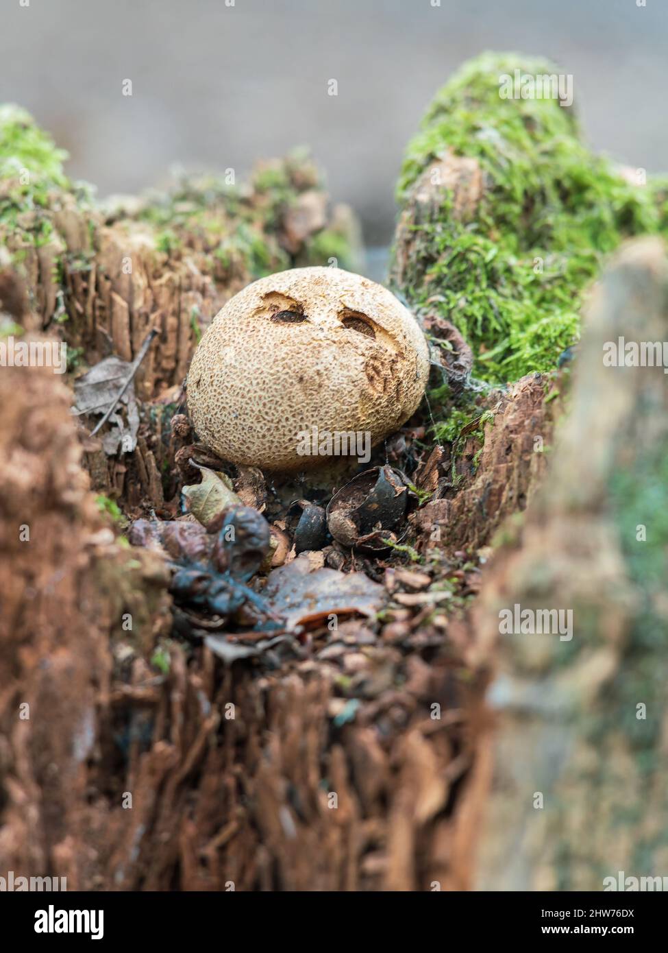 Common Earthball in the Middle of a Tree Stump Stock Photo - Alamy
