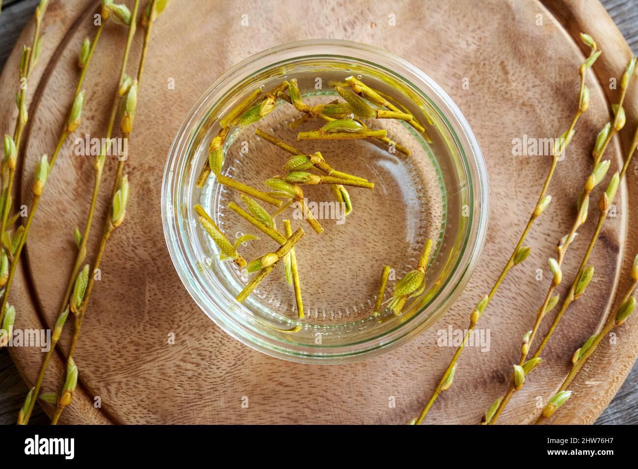 Preparation of a herbal tincture from willow buds and bark from young ...