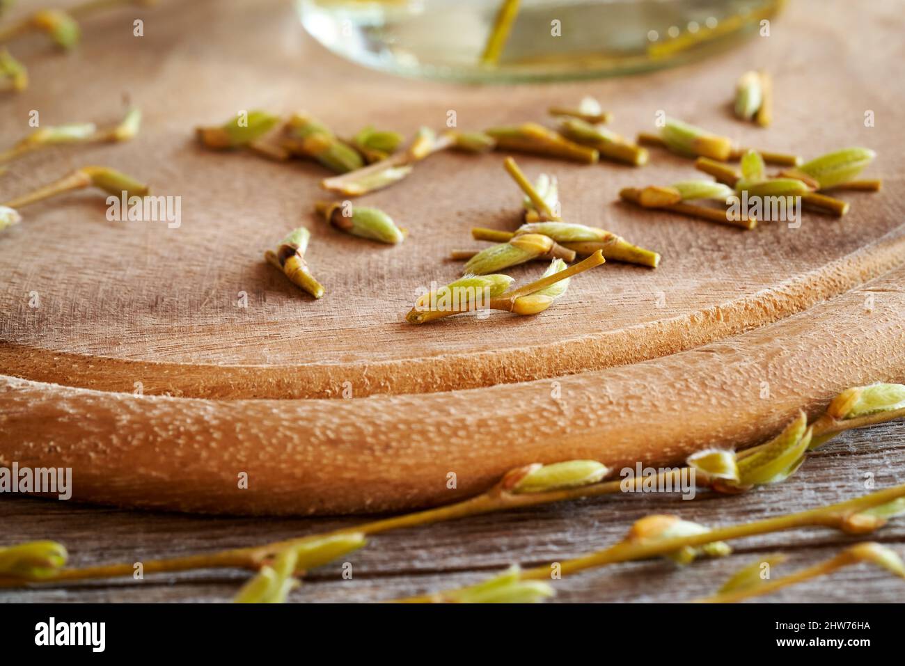 Preparation of a homemade tincture from willow buds and bark from young ...