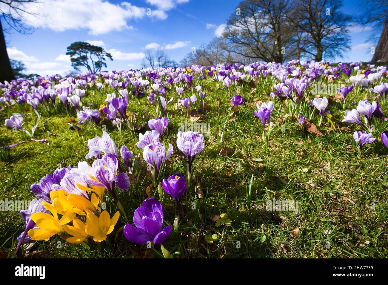 Crocus growing wild at Malone House, Barnett's Park. Belfast, Northern ...