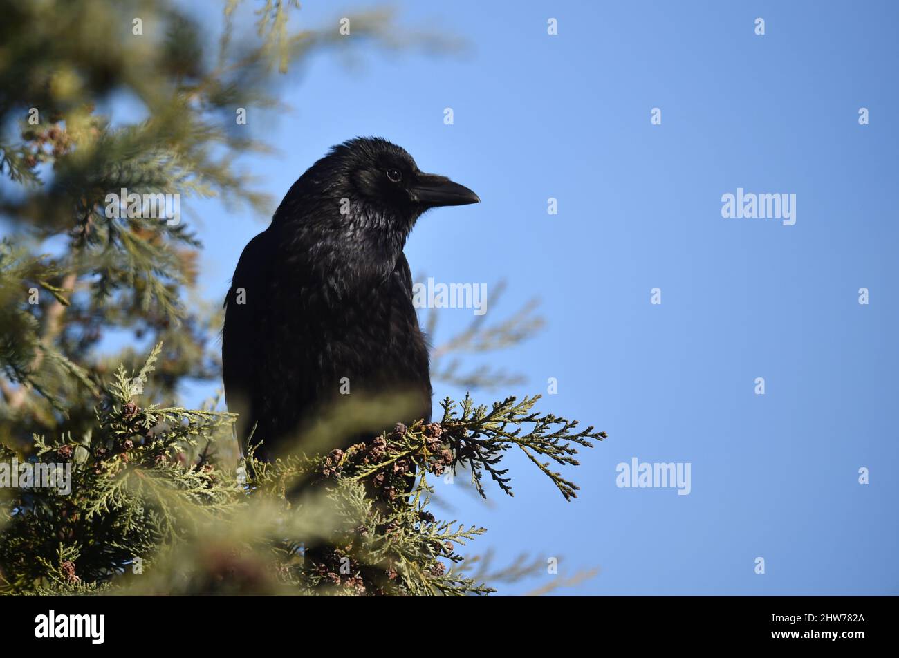 Raven In The Tree Of Life Stock Photo - Alamy