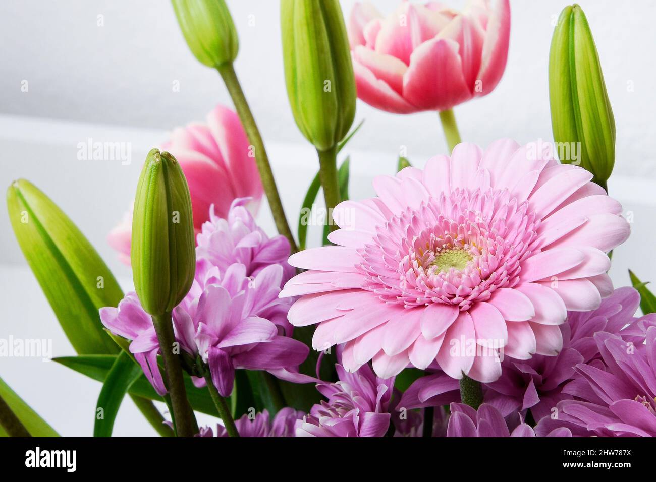 Composition with beautiful blooming Tulips and Barberton Daisy (Gerbera ...