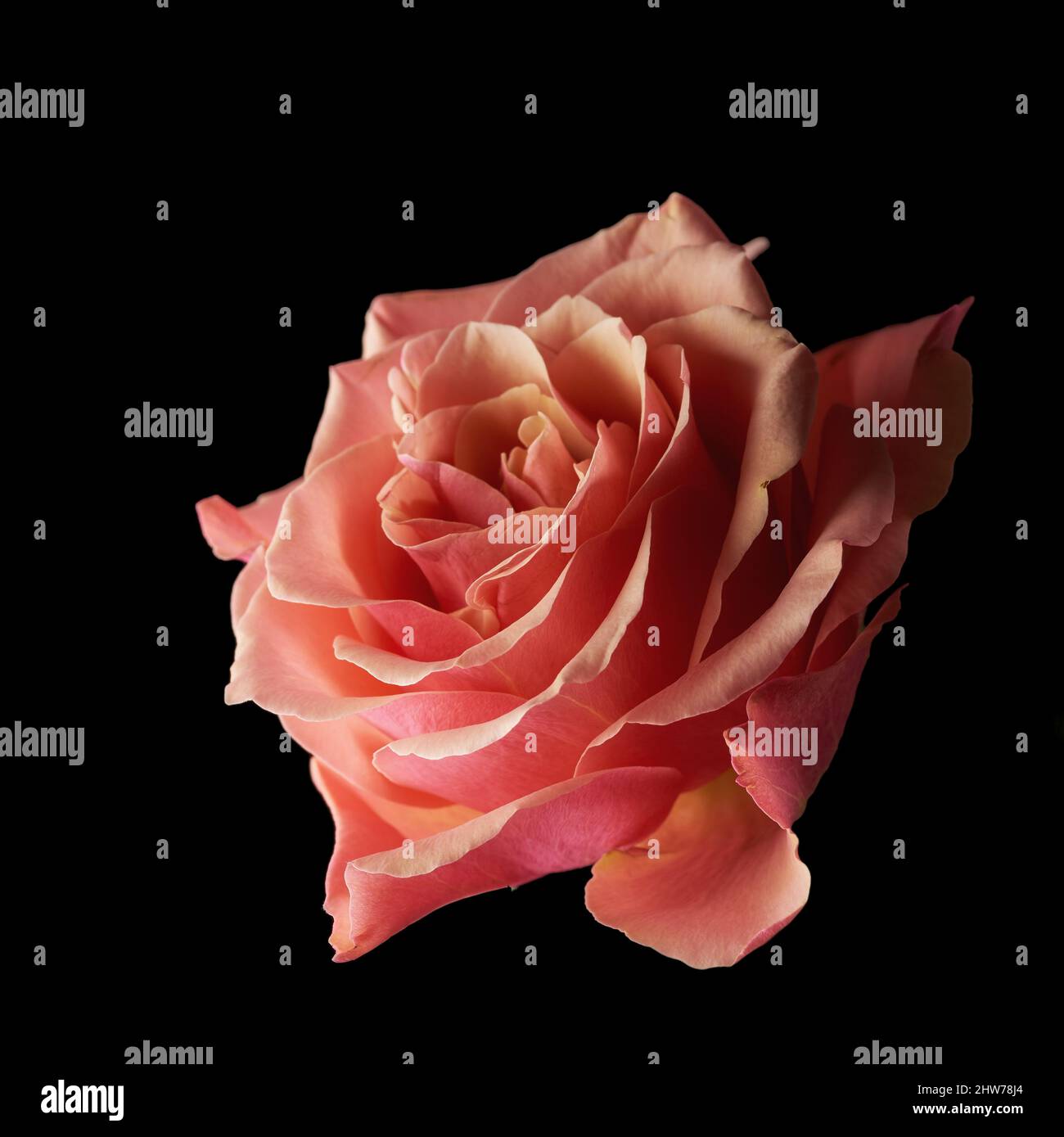 Blowing roses hi-res stock photography and images - Alamy