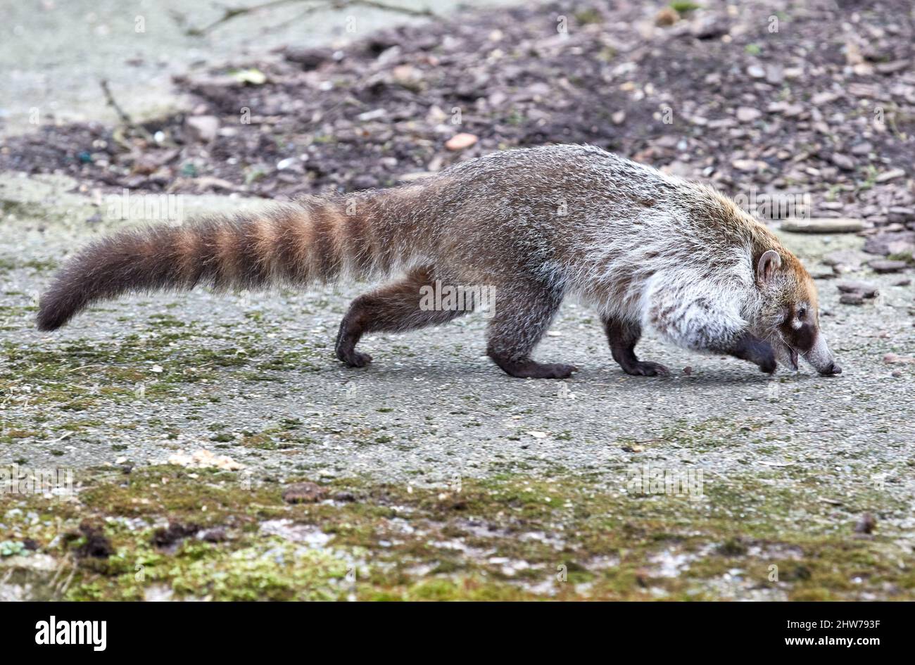 Hamburg, Germany. 04th Mar, 2022. Bonita, a white-trunked coati, walks ...