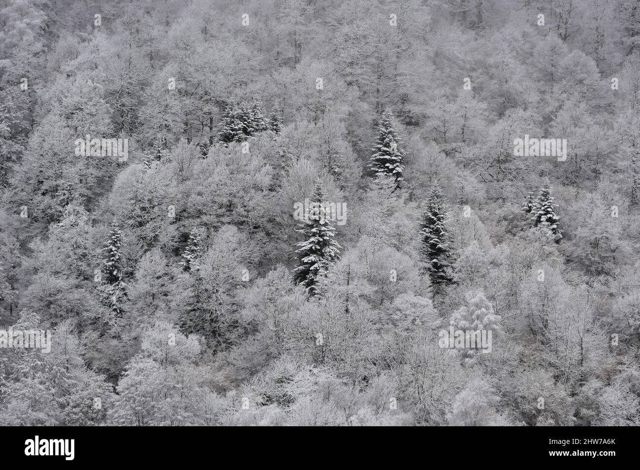 Winter panorama, Frozen trees, France, Ariege, Mountains Pyrenees Stock ...