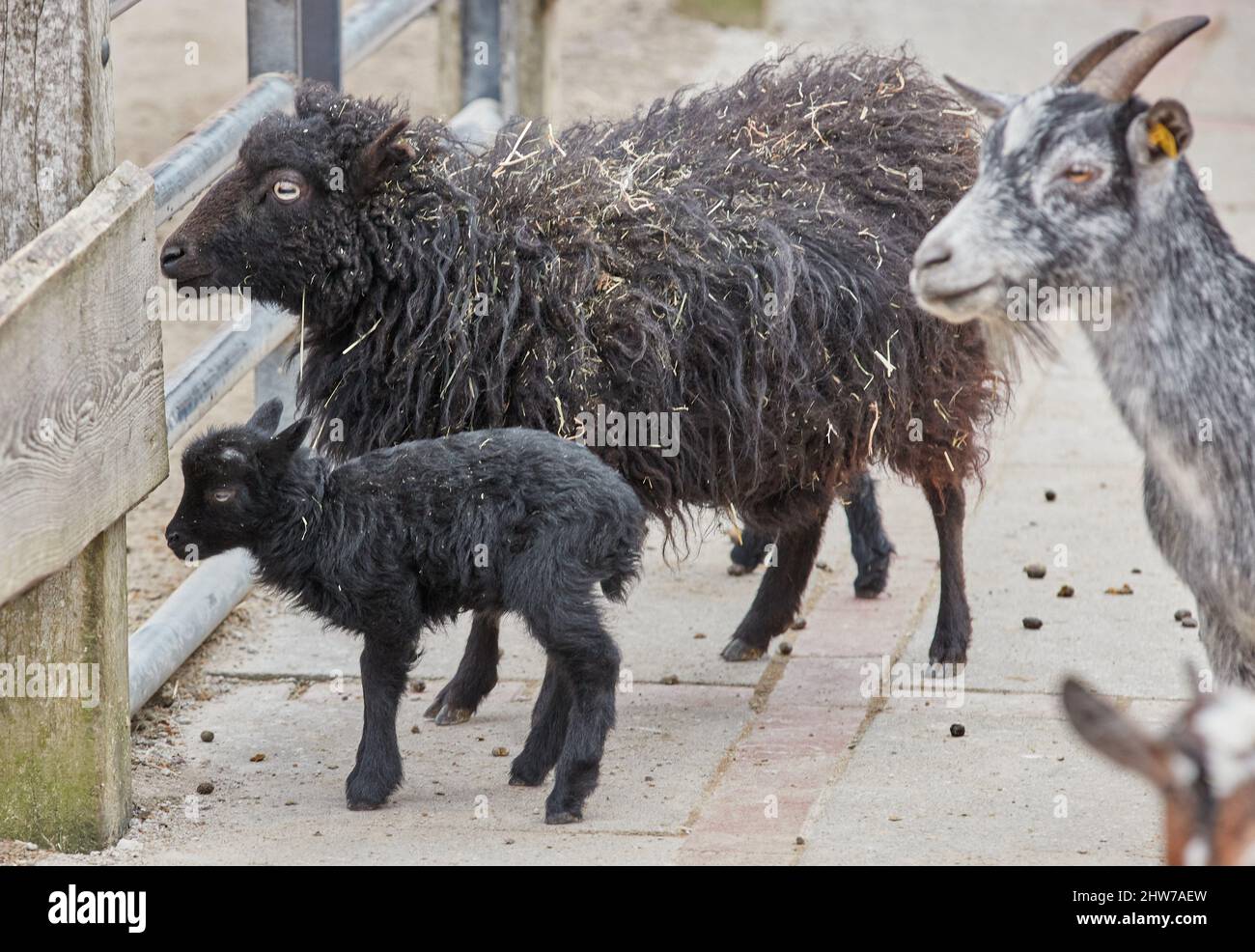 Dwarf sheep hi-res stock photography and images - Alamy