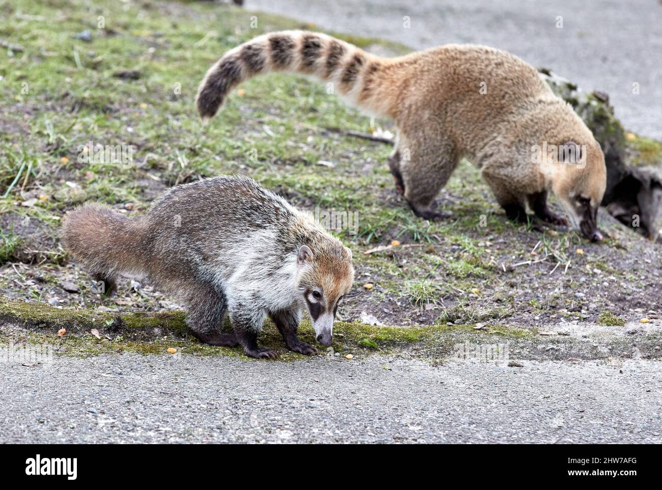 Hamburg, Germany. 04th Mar, 2022. Bonita (l), a white-trunked coati ...