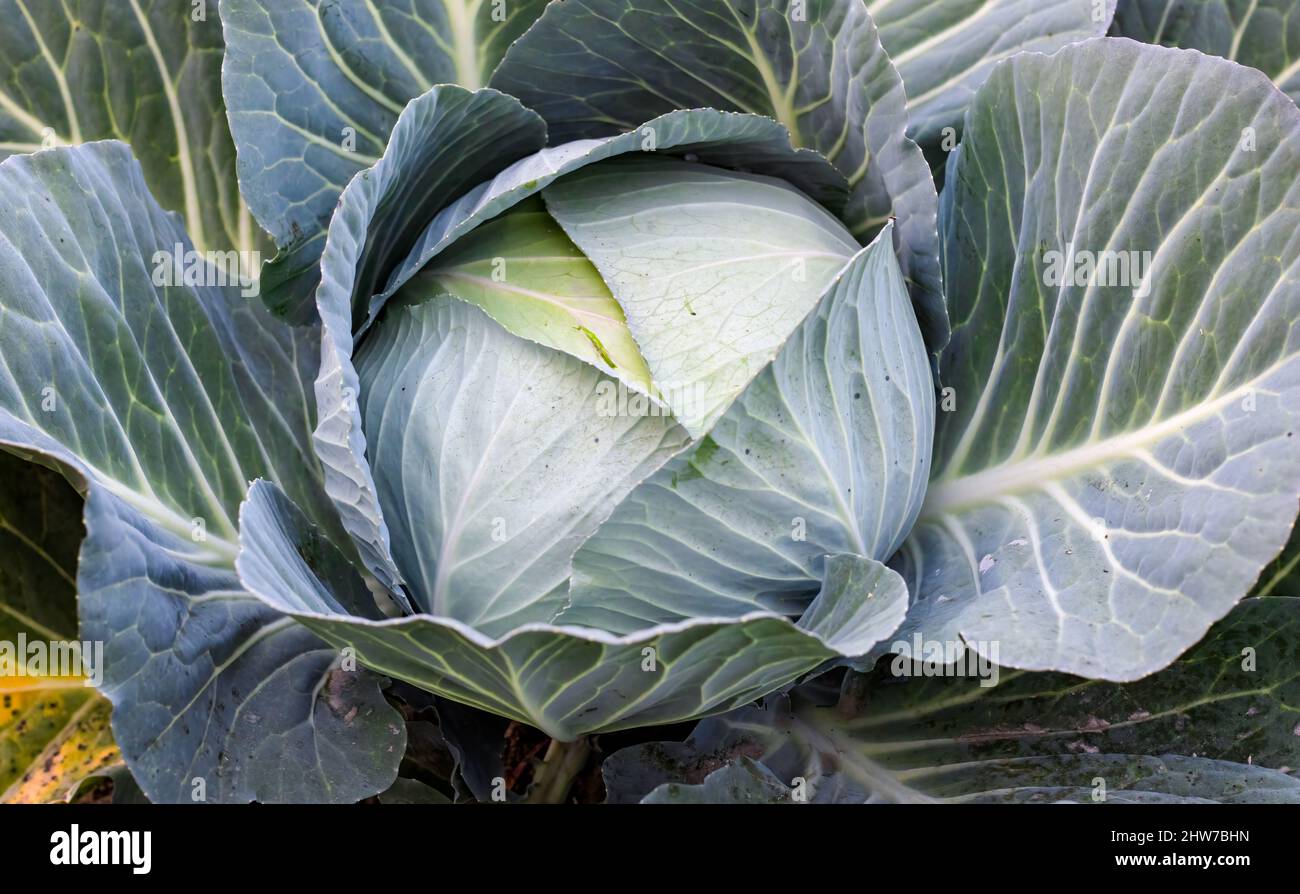 Organic fresh cabbage vegetable growing inside of an agricultural field ...