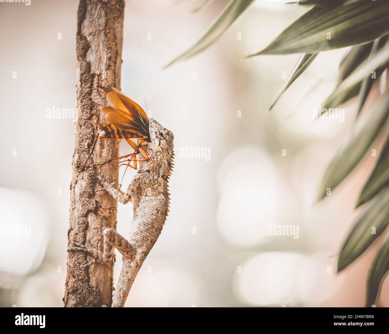 VERTICAL Macro close-up photo captures moment big gray lizard eat ...