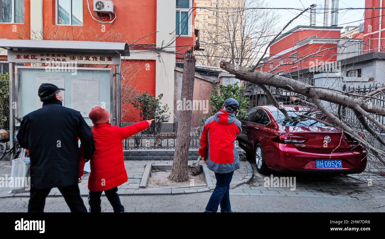 BEIJING, CHINA - MARCH 4, 2022 - A ginkgo tree is broken by strong ...