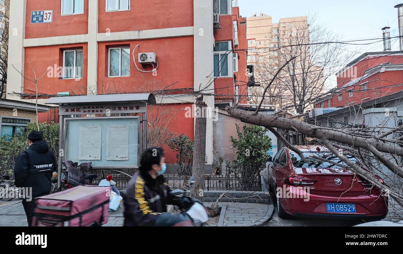 BEIJING, CHINA - MARCH 4, 2022 - A ginkgo tree is broken by strong ...