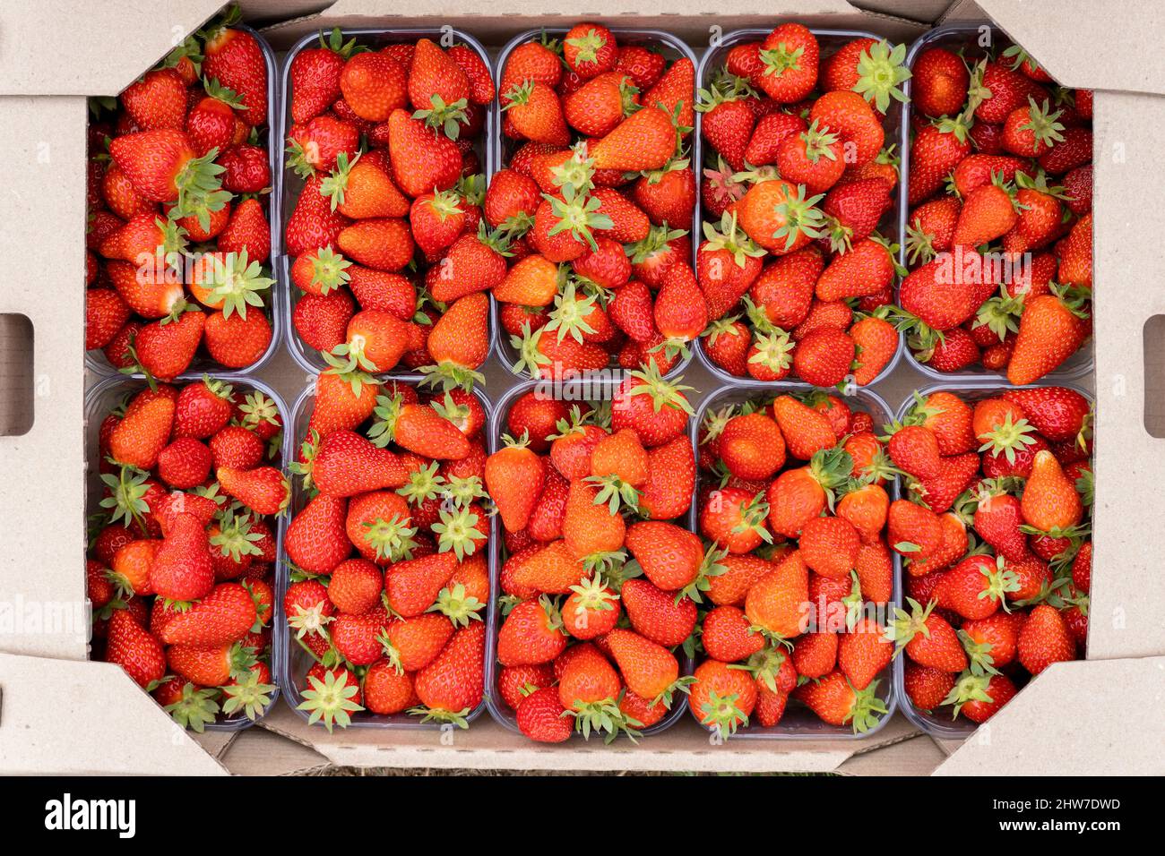 Strawberry hands hi-res stock photography and images - Alamy