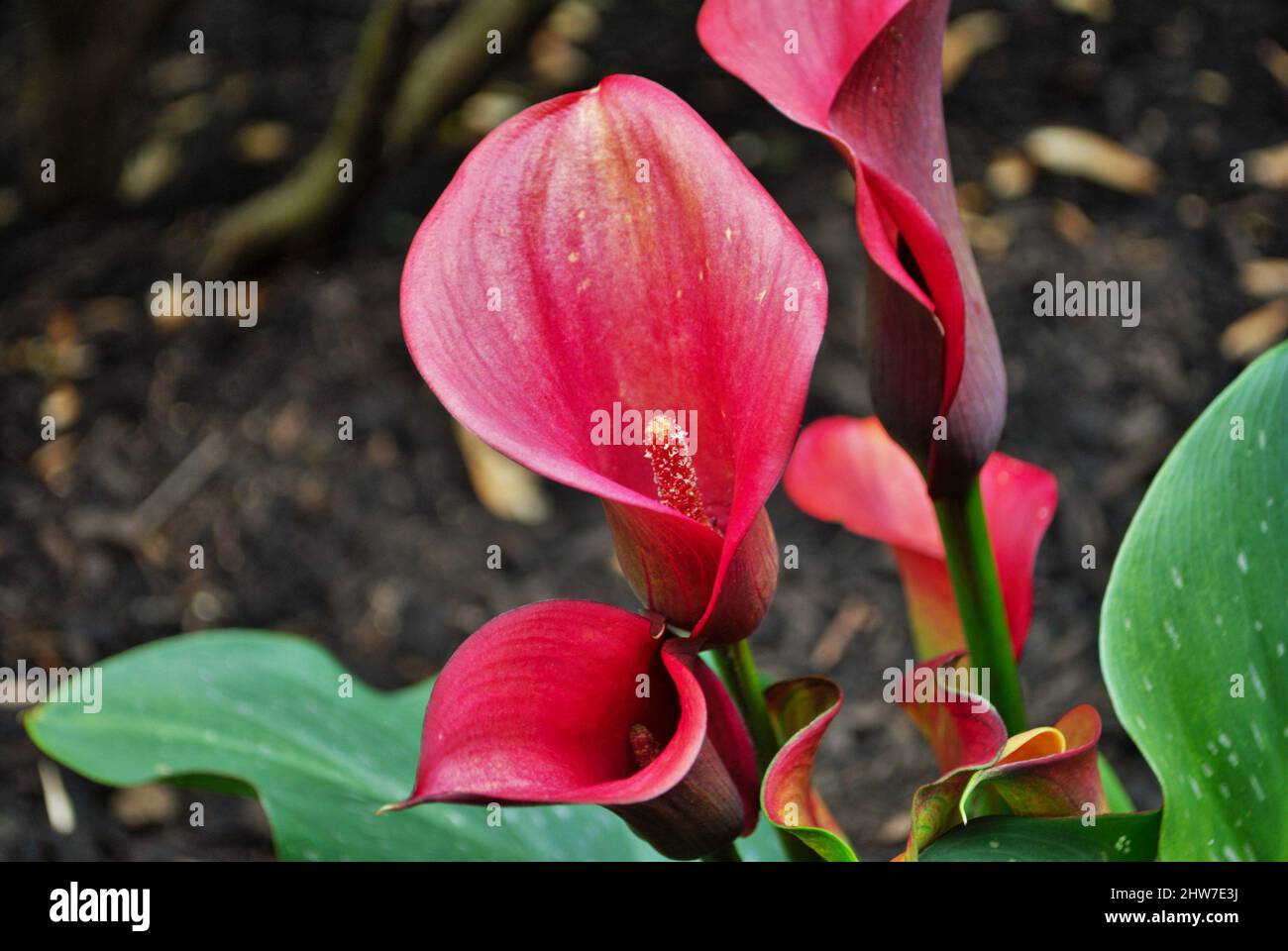 Close up of a calla lily in the spring Stock Photo - Alamy