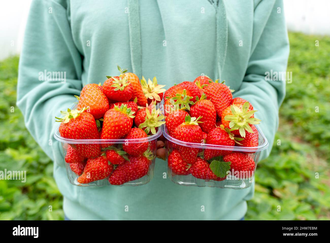 Fresh strawberry at hands Stock Photo - Alamy
