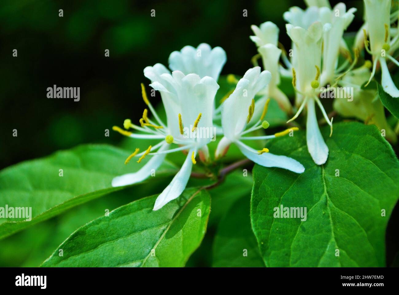 Close up of honeysuckle bush flower blooming spring Stock Photo - Alamy