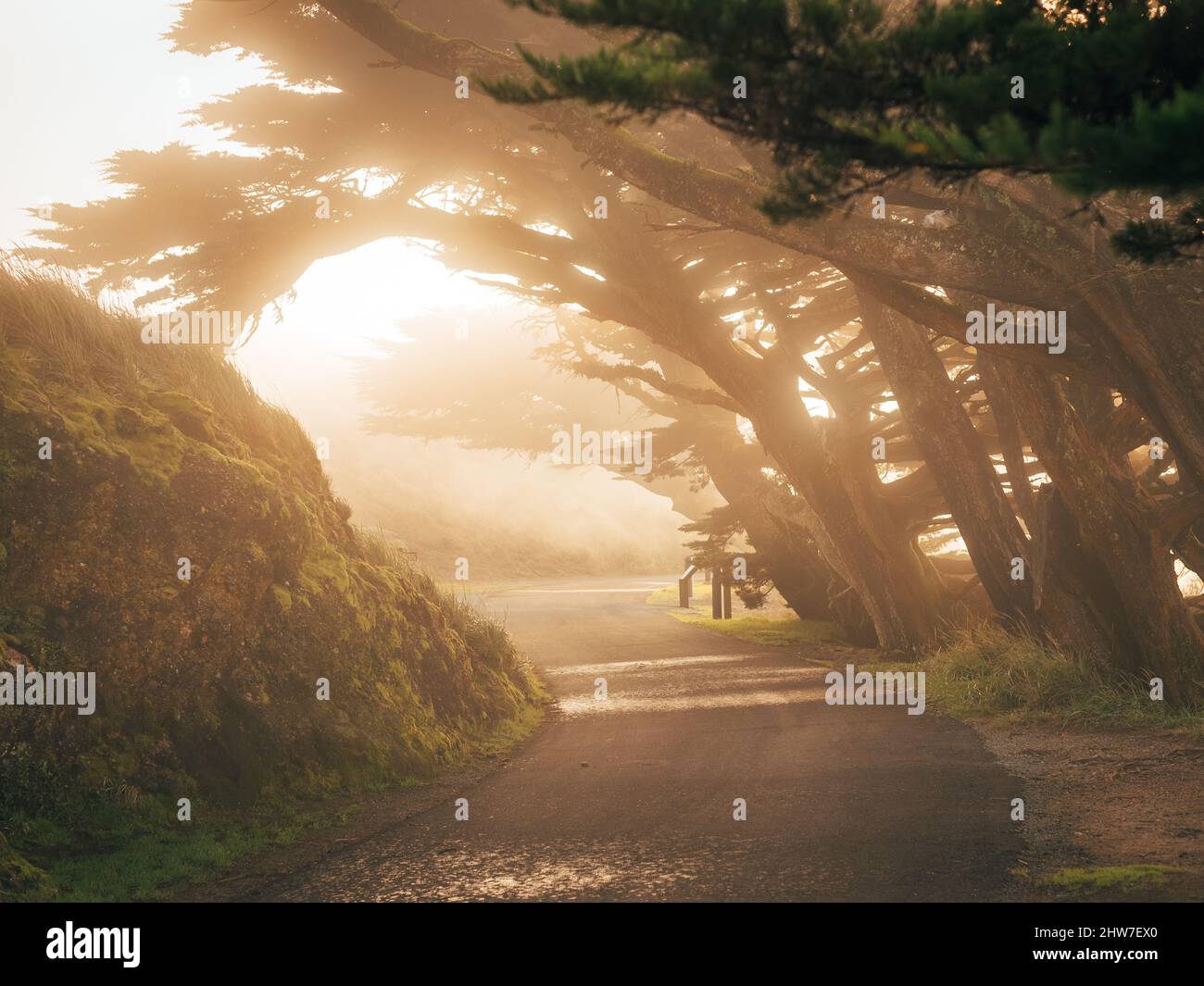Trees in fog along a path at Point Reyes National Seashore, California ...