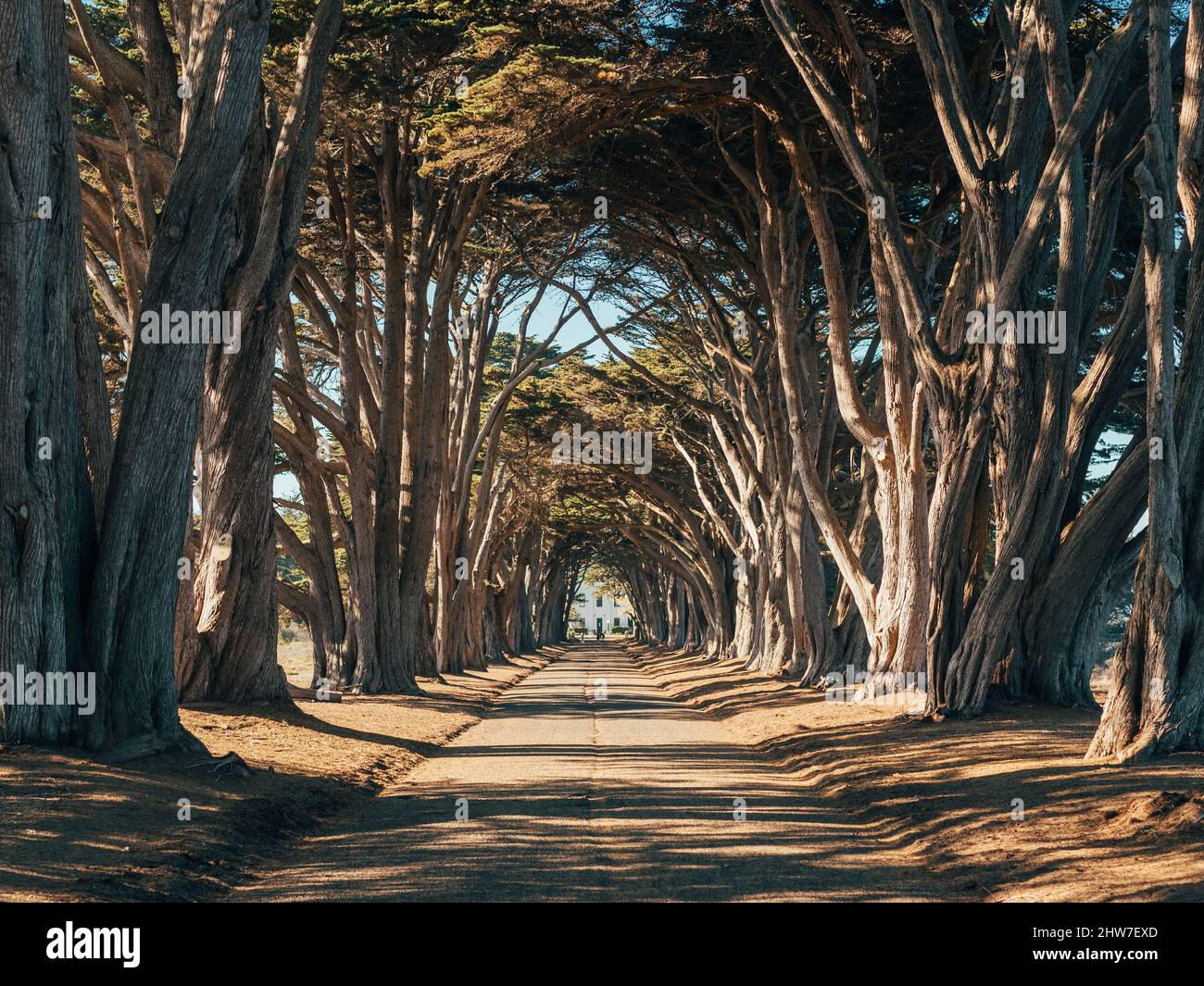 The Cypress Tree Tunnel, at Point Reyes National Seashore, California ...