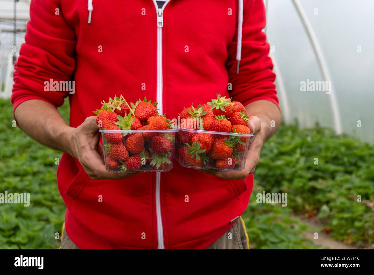 Strawberry hands hi-res stock photography and images - Alamy