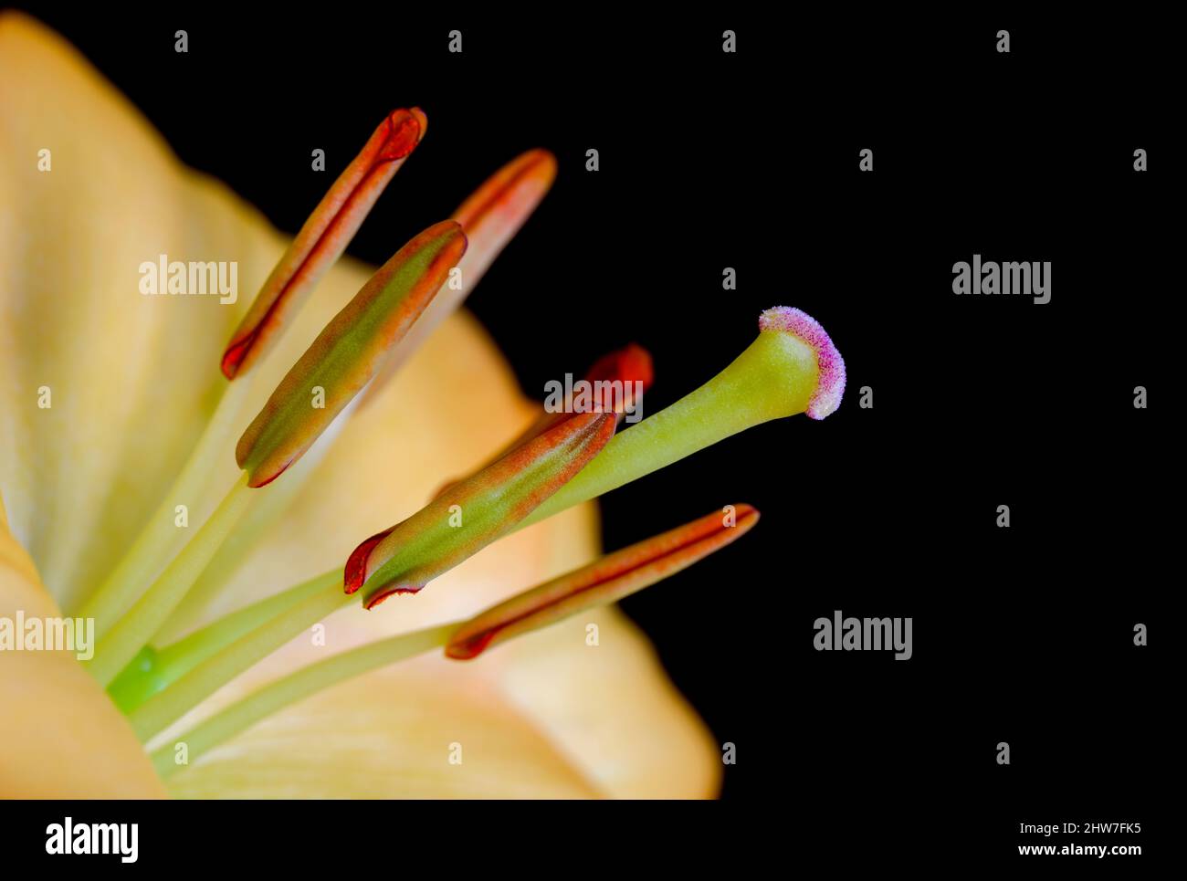 Close up of the anthers and stamen of an Orange Lily Stock Photo - Alamy