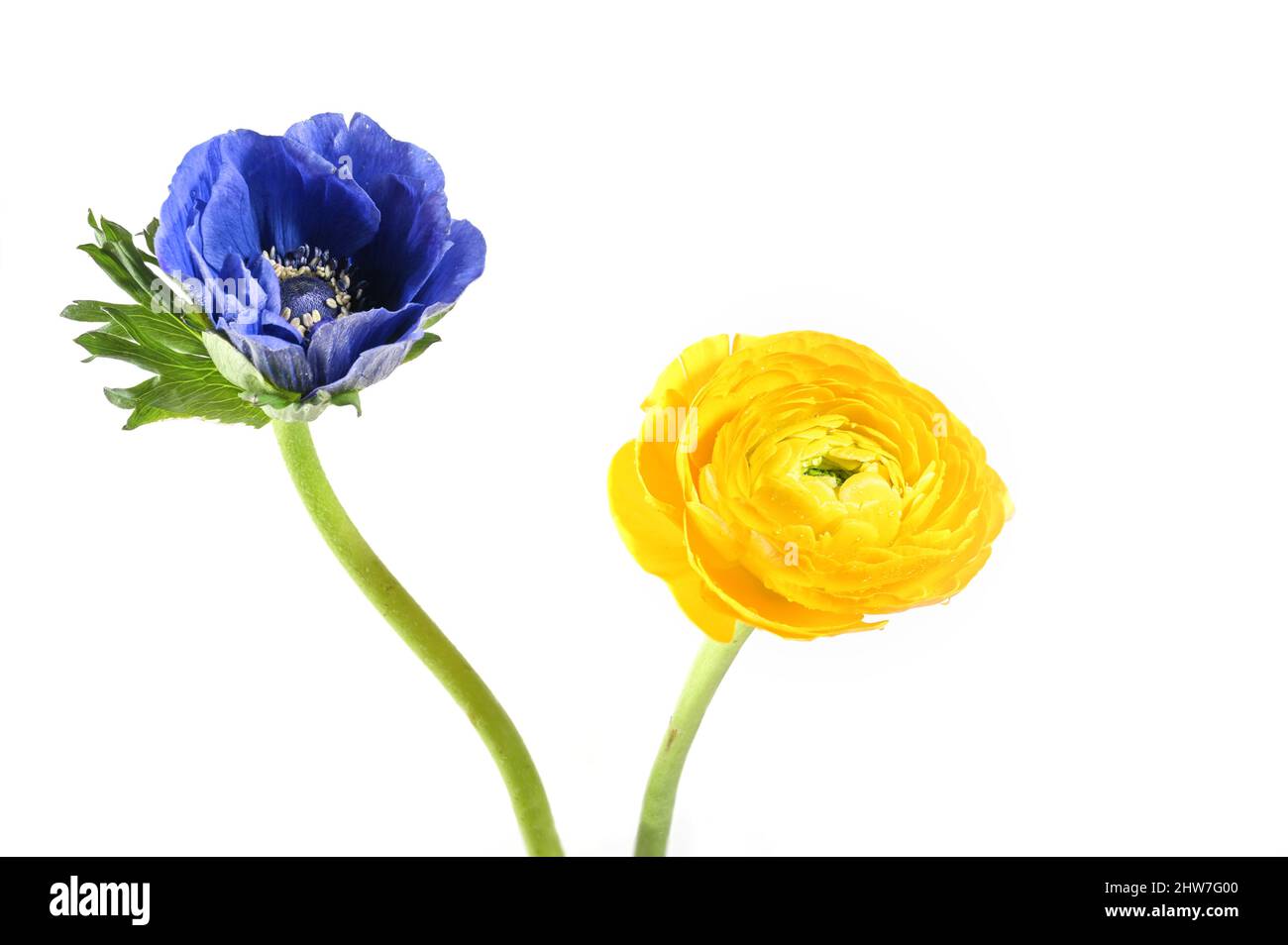 Two ranunculus flowers in the colors of the Ukraine flag, blue and ...