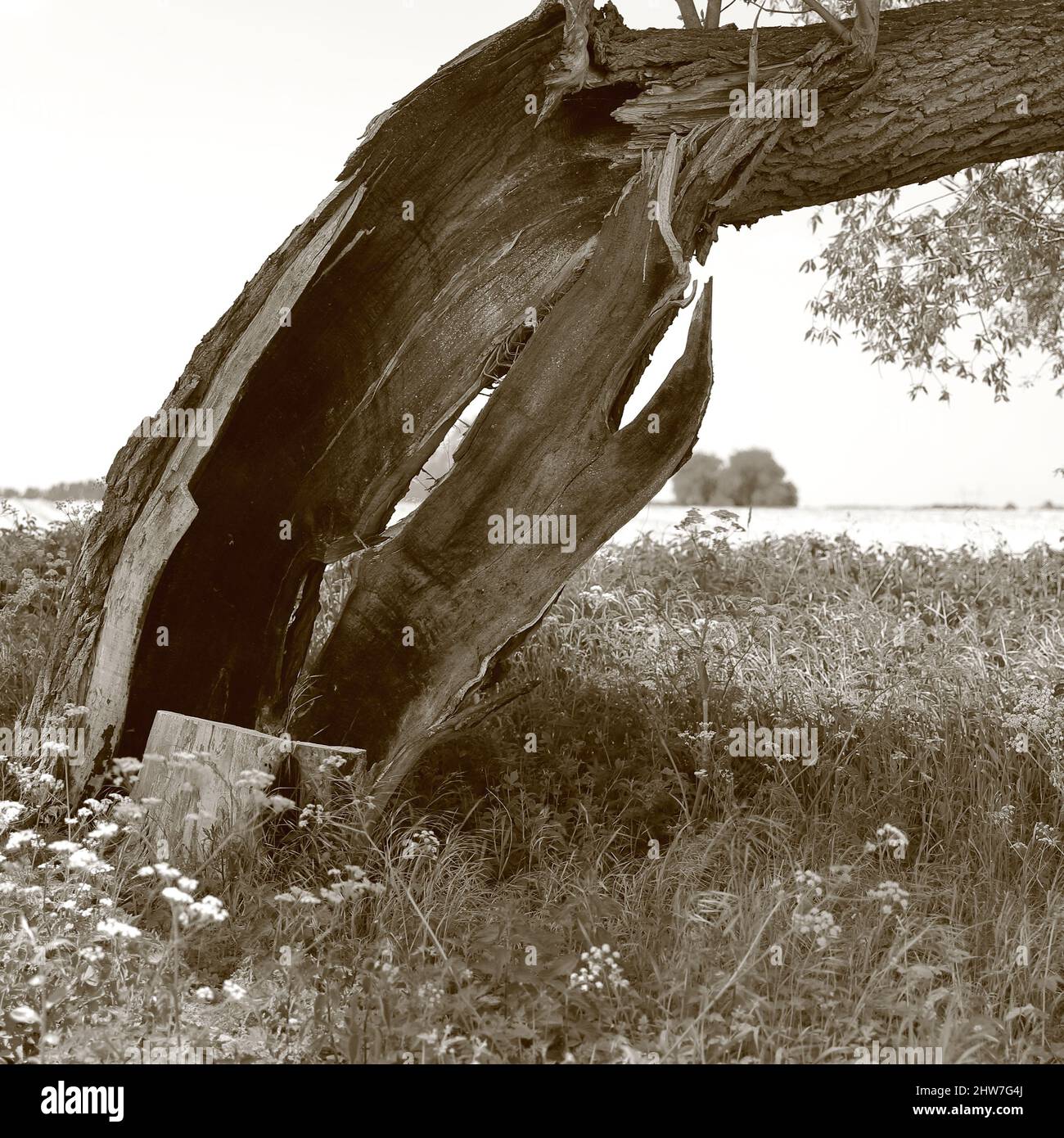 An old leaning tree next to a farmland Stock Photo - Alamy