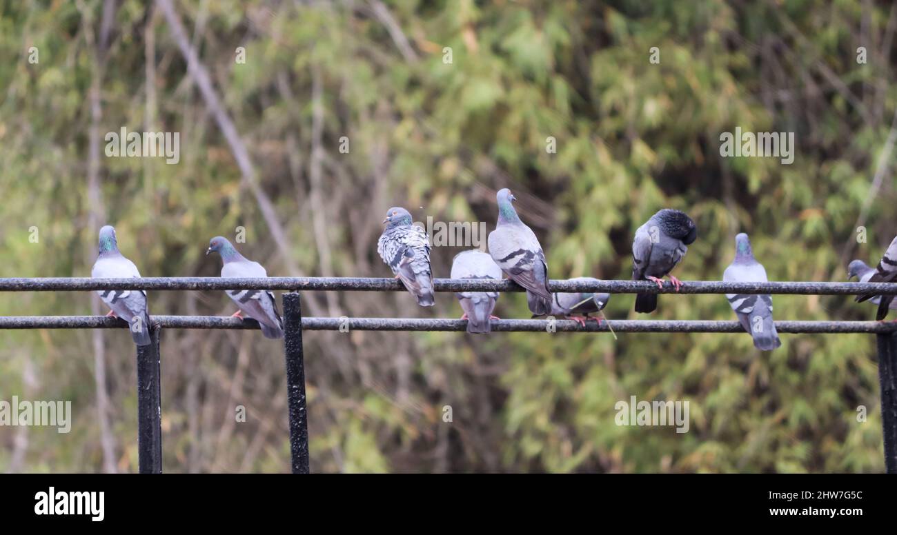 A flock of pigeons sits on an iron bar. In the dim background Stock ...