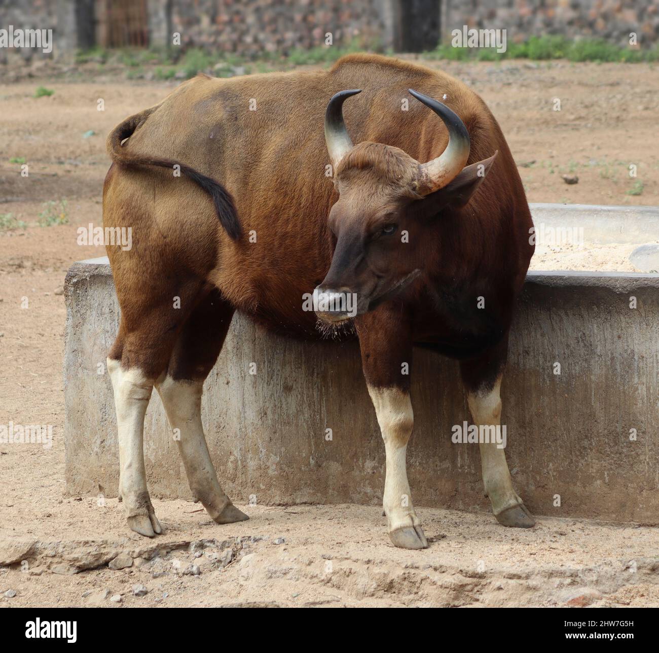 Gaur with horn hi-res stock photography and images - Alamy