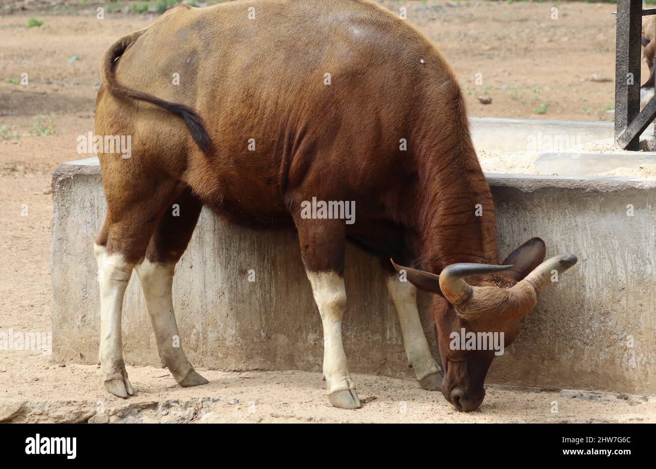 Indian bison in asia hi-res stock photography and images - Alamy