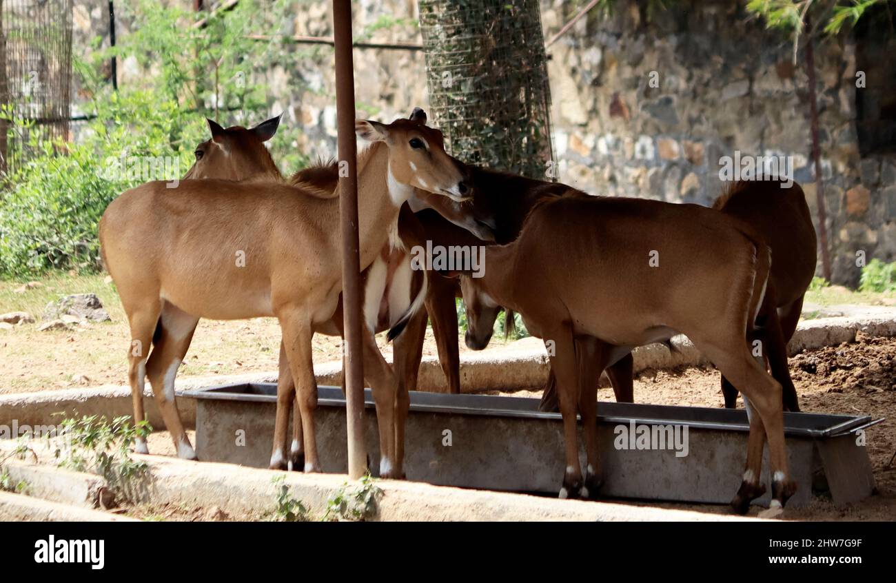 Bongo antelope in wild hi-res stock photography and images - Alamy