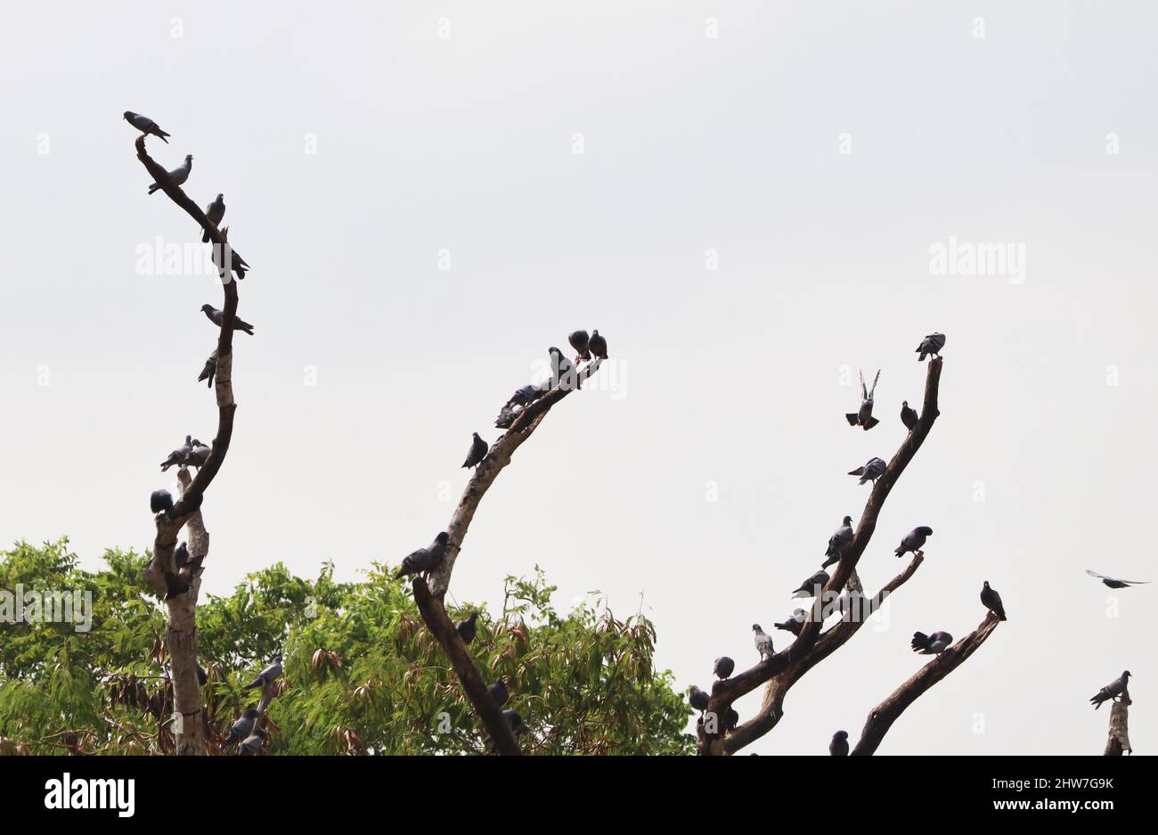A flock of pigeons is perched on a dry tree branch. with sky background ...