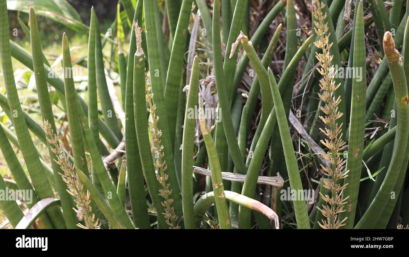 Dim background hi-res stock photography and images - Alamy