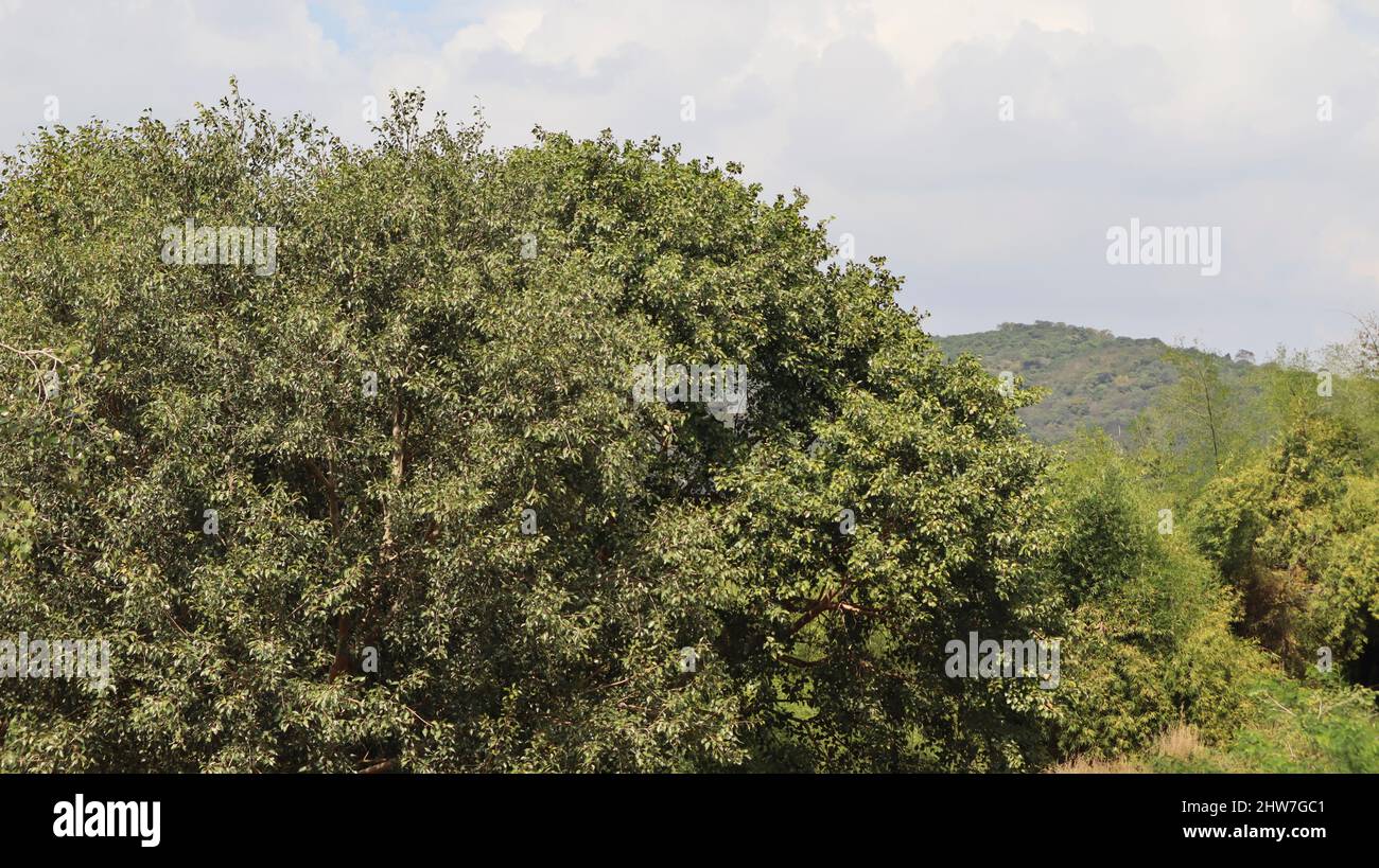 beautiful greenery nature landscape. with sky background Stock Photo ...
