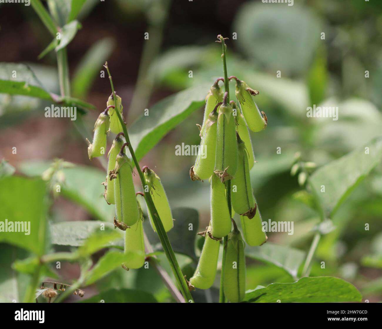 Green evergreen plant and its pods. In the dim background Stock Photo ...