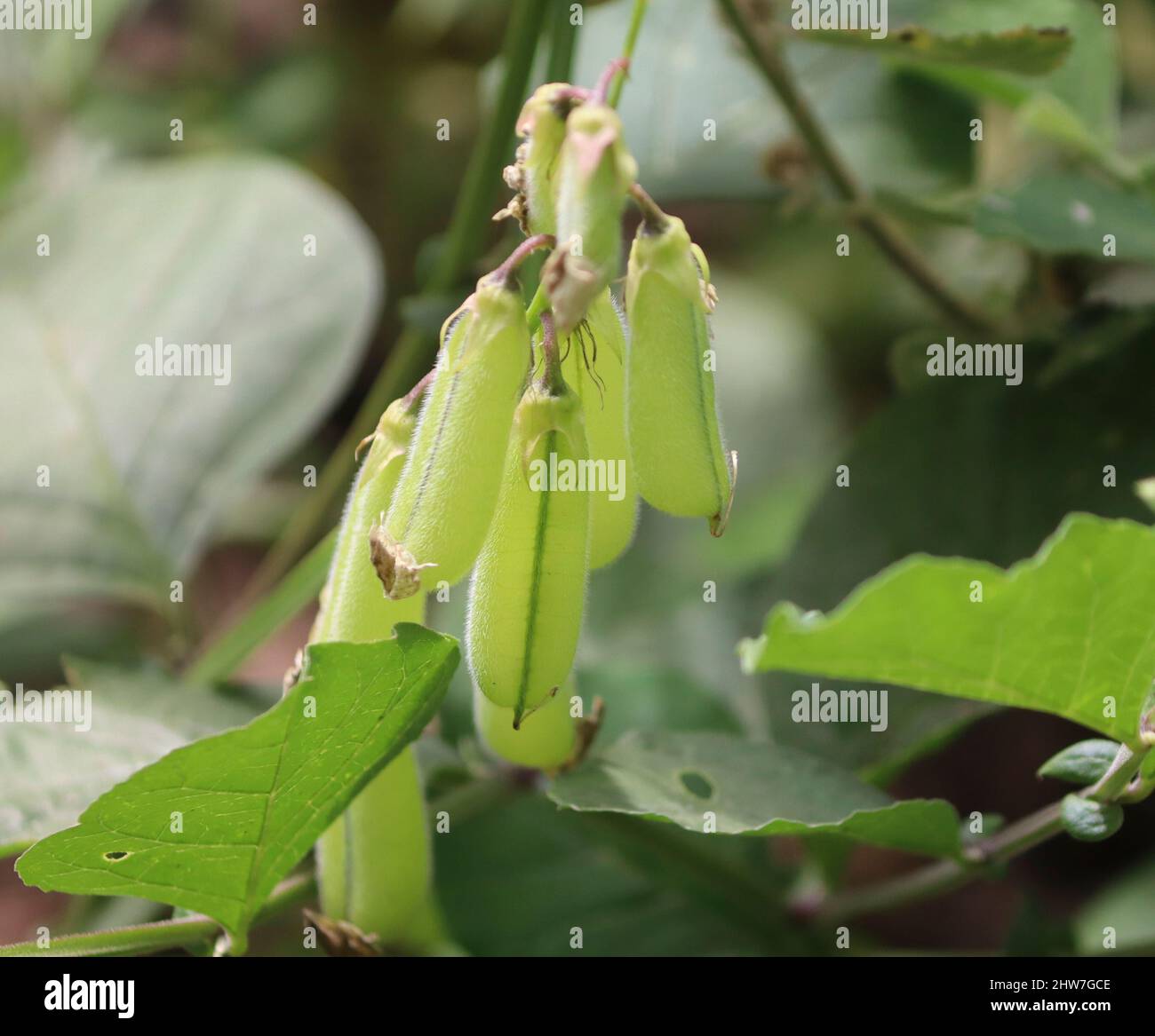 Green evergreen plant and its pods. In the dim background Stock Photo ...