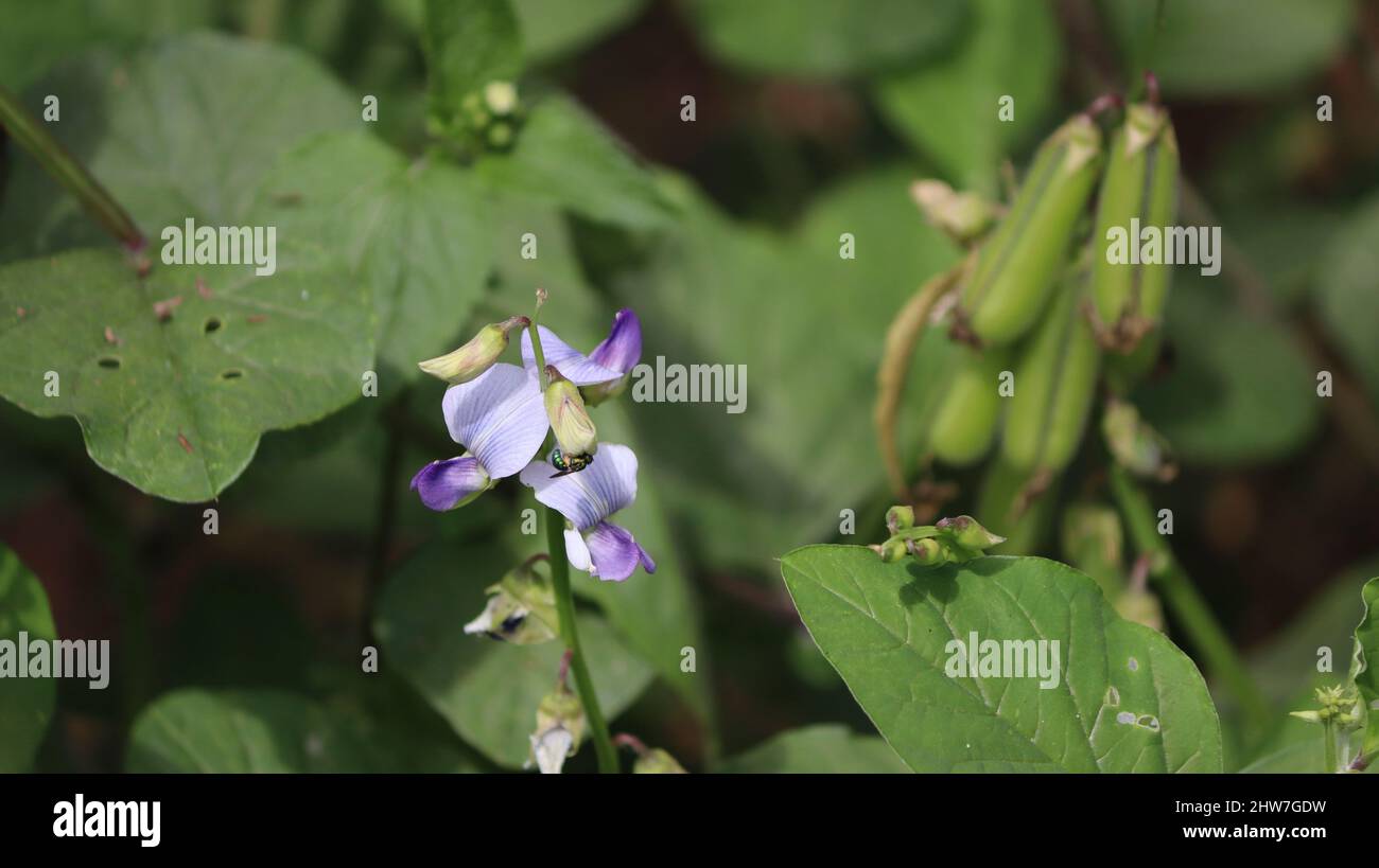 Evergreen plant and its purple flower. In the dim background Stock ...