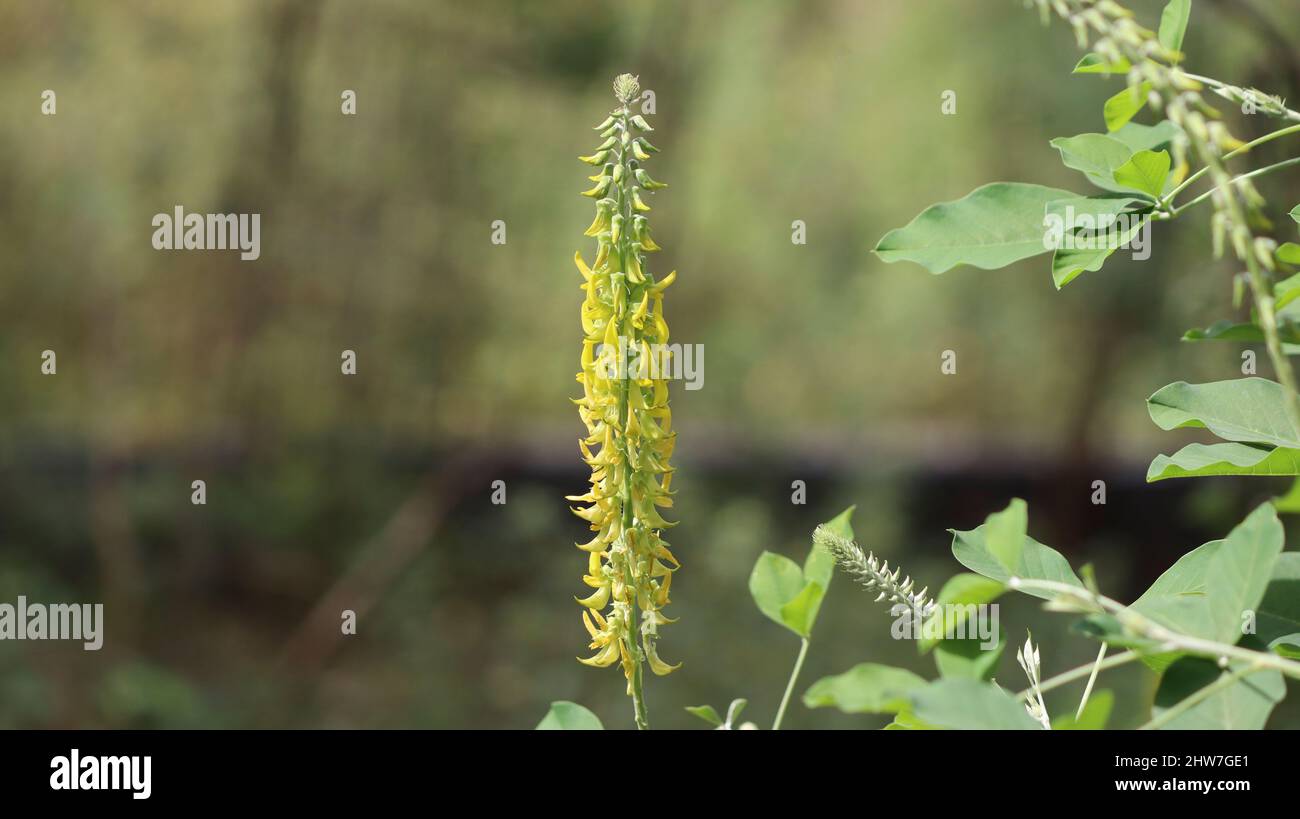 Evergreen plant and its flower. In the dim background Stock Photo - Alamy
