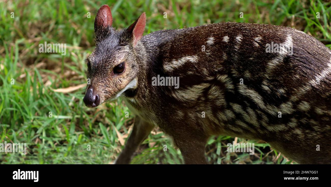 Type of dwarf deer to know. In the dim background Stock Photo - Alamy