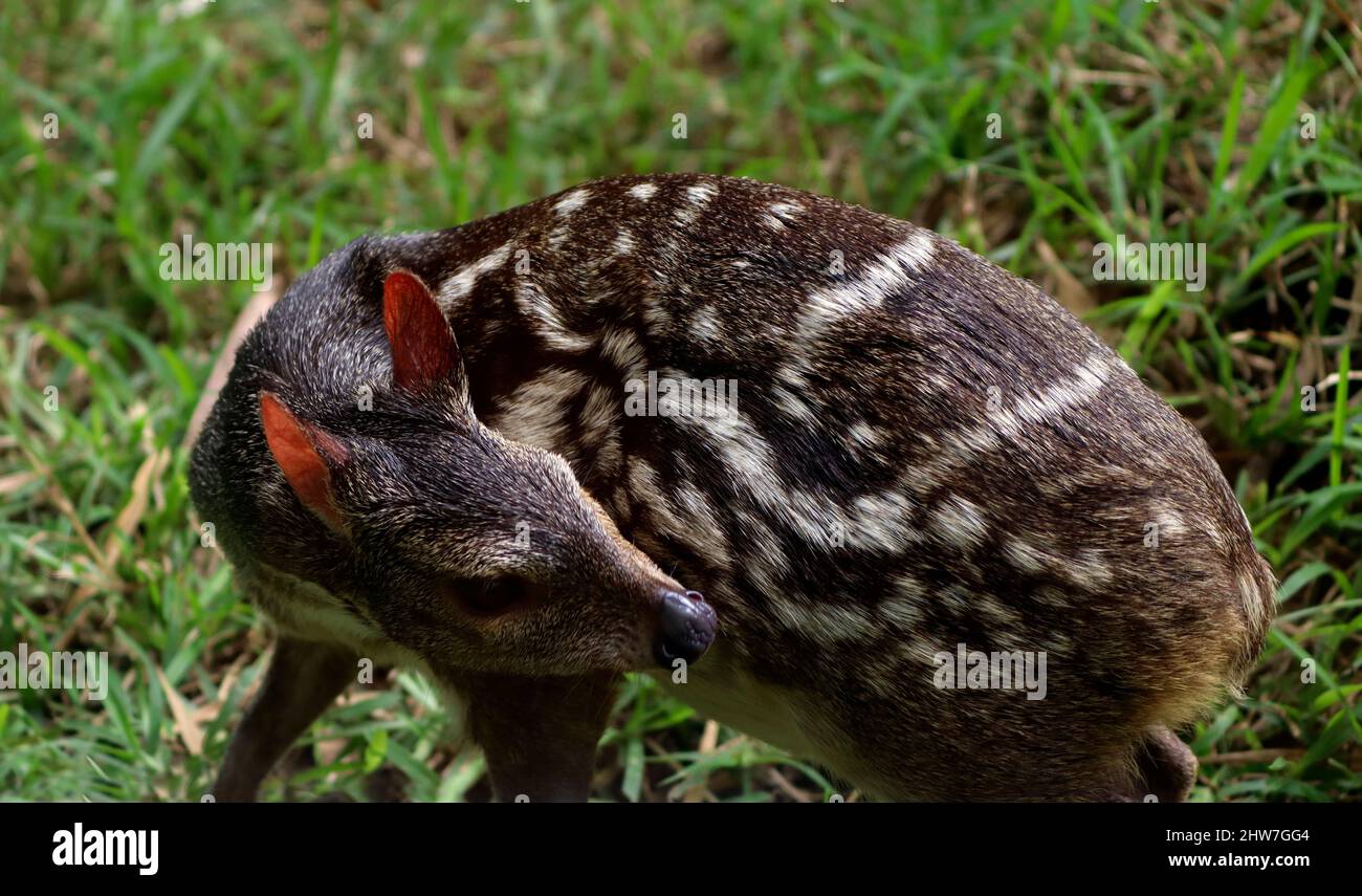 Dwarf woman hi-res stock photography and images - Alamy