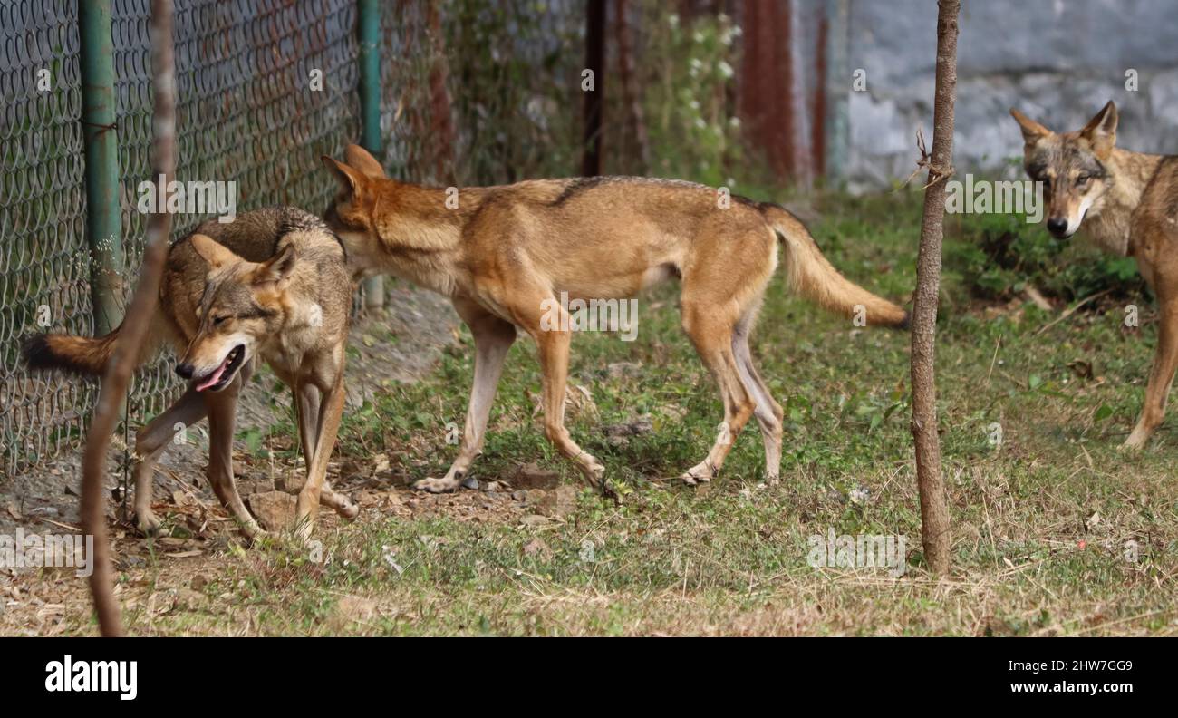 Black Backed Jackal Teeth High Resolution Stock Photography and Images ...