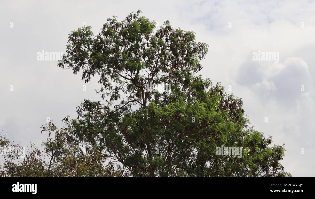 Beautiful nature trees dim color cloud Stock Photo - Alamy