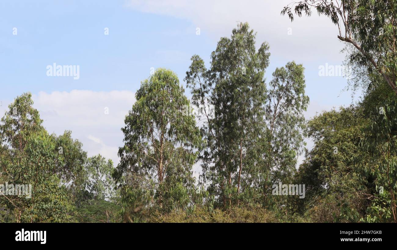 Beautiful nature trees dim color cloud Stock Photo - Alamy