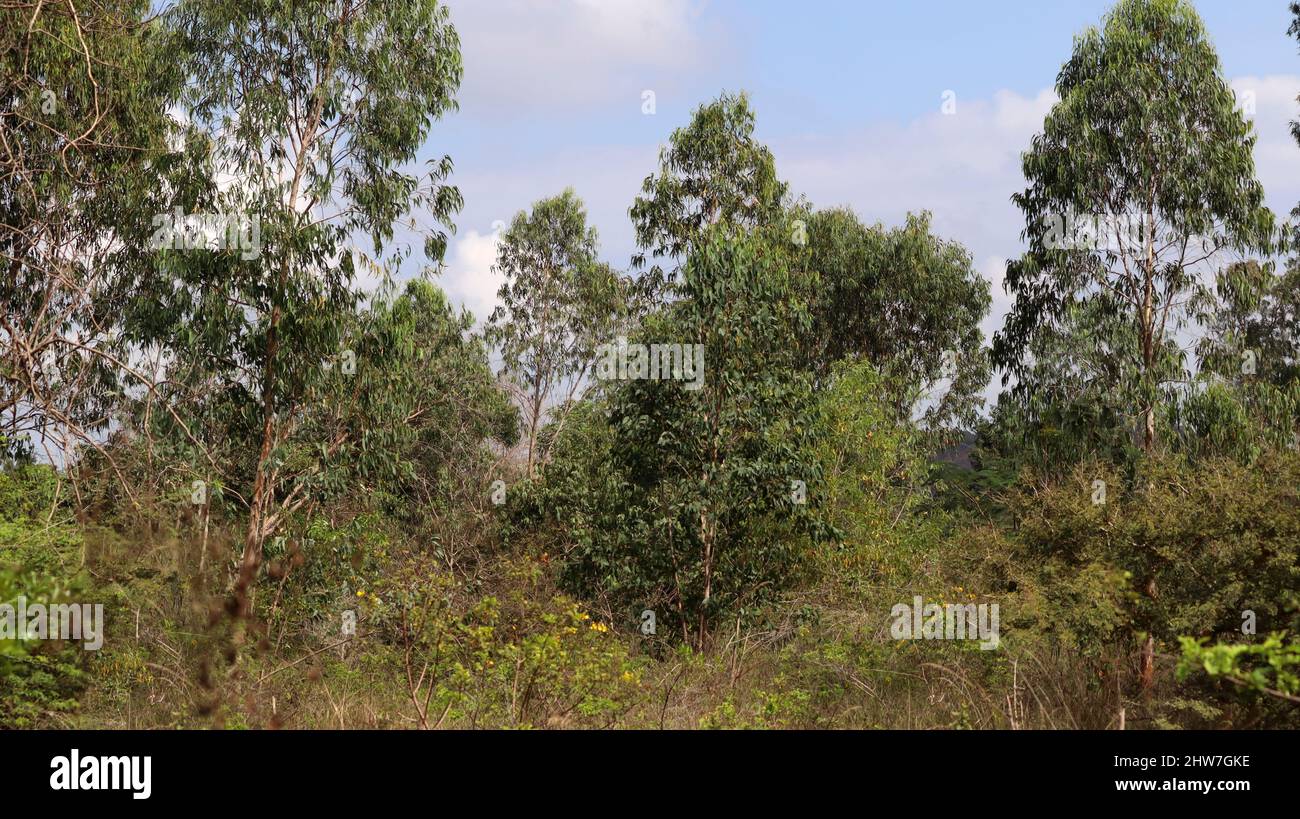 Beautiful nature trees dim color cloud Stock Photo - Alamy