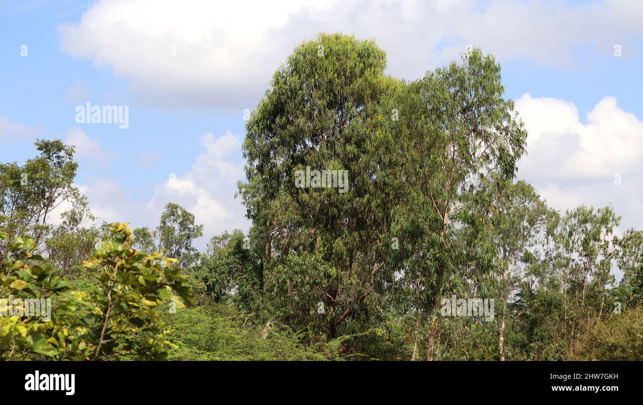 Beautiful nature trees dim color cloud Stock Photo - Alamy