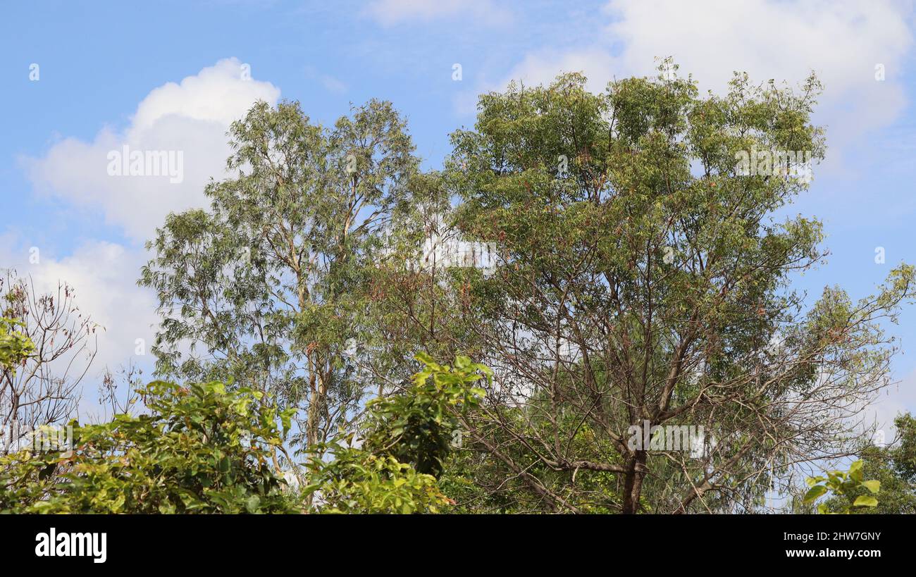 Beautiful nature trees with cloud Stock Photo - Alamy