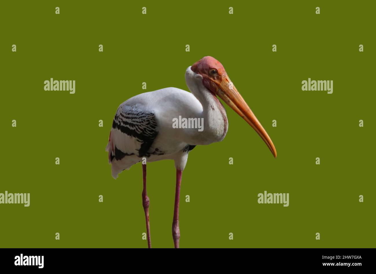painted stork nature birds. with light green background Stock Photo - Alamy